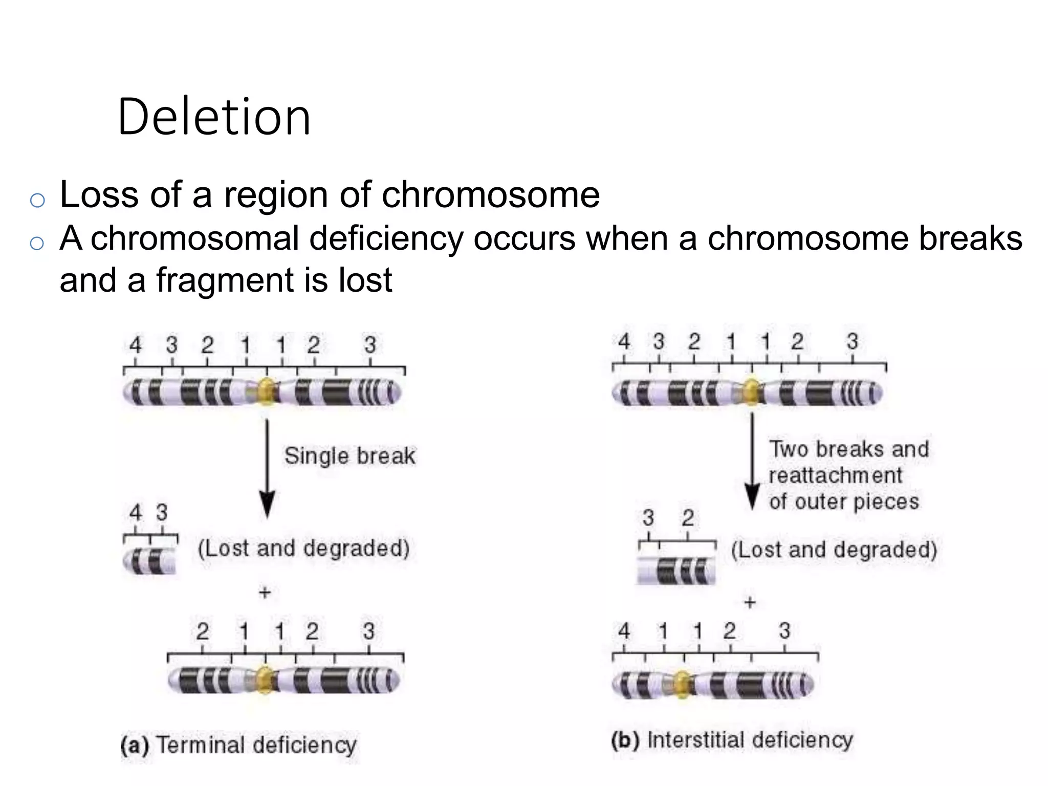chromosomal aberration.pptx