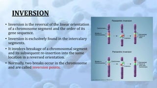 CHROMOSOMAL ABERRATION.a detailed presentation | PPTX