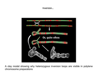Chromosomal aberration, chromosome aberration.ppt
