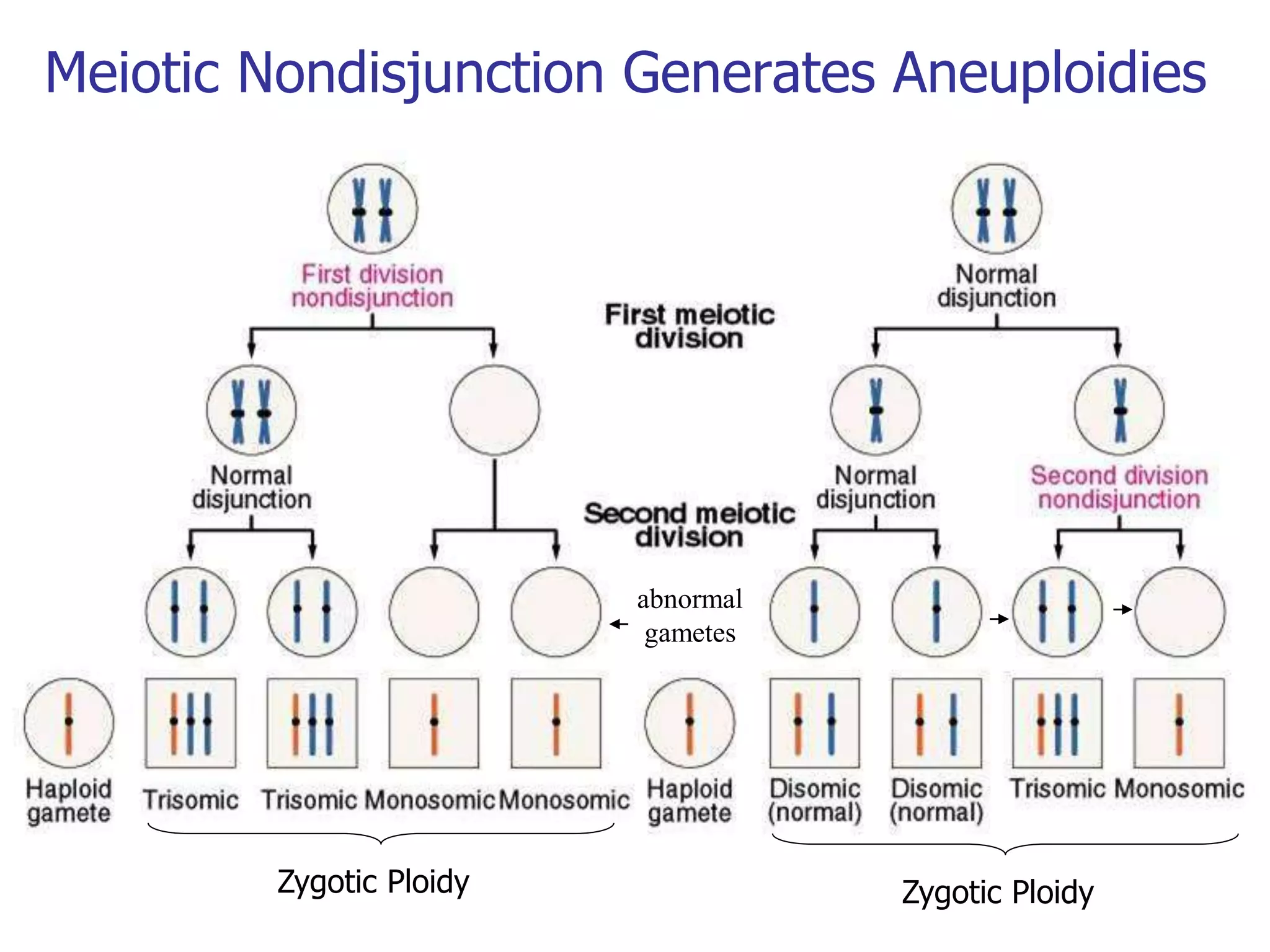 Chromosomal Aberration | PPTX