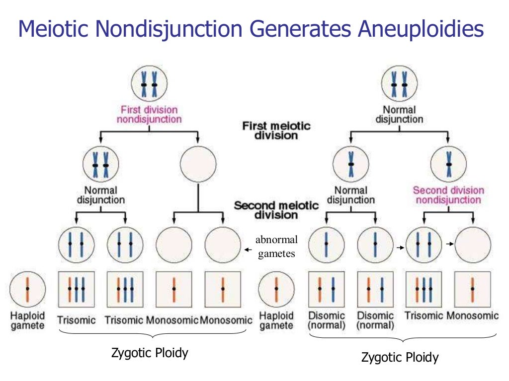 Chromosomal Aberration