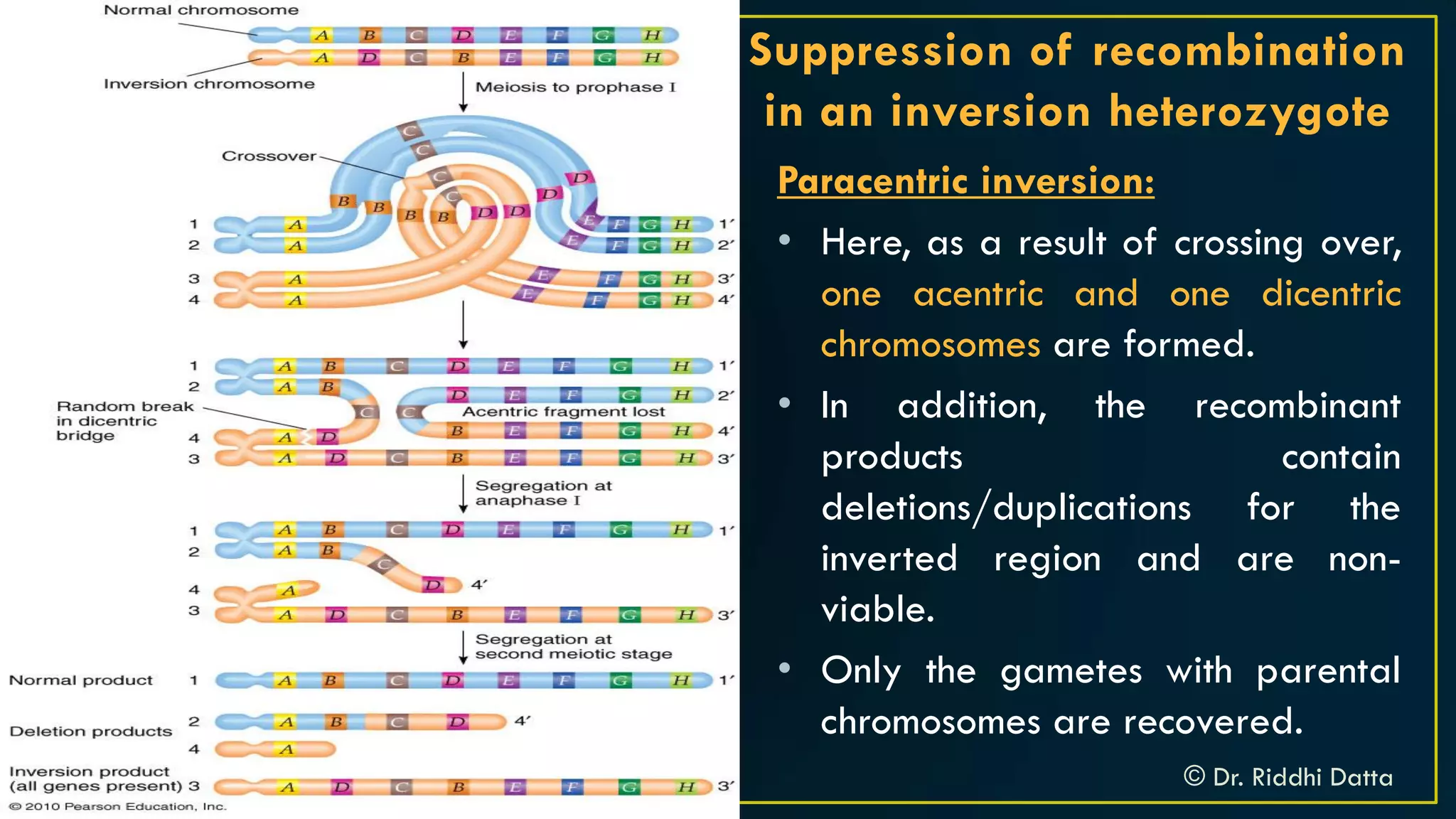 Introduction to Chromosomal Aberration | PDF