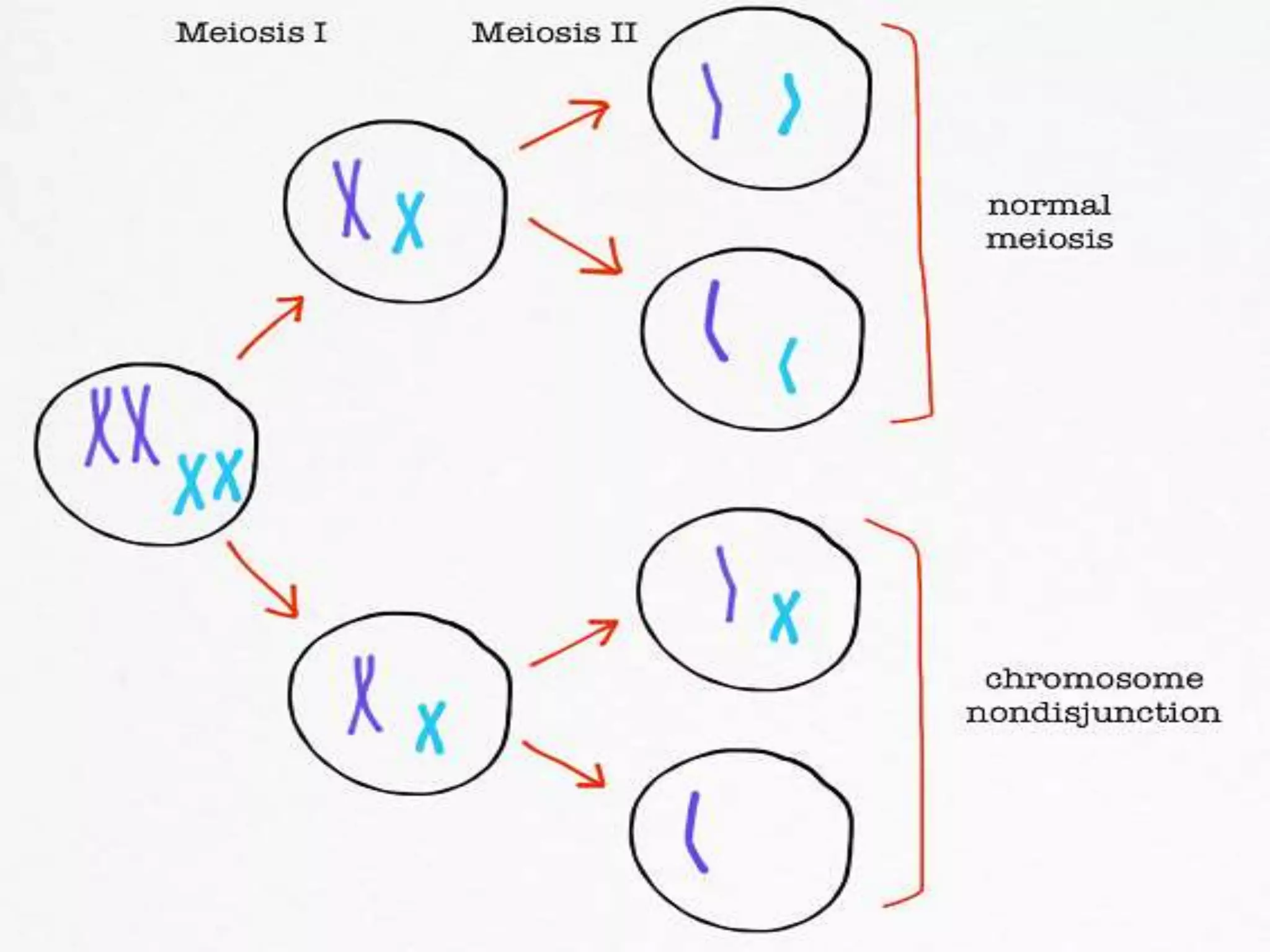 Chromosomal aberrations | PPTX