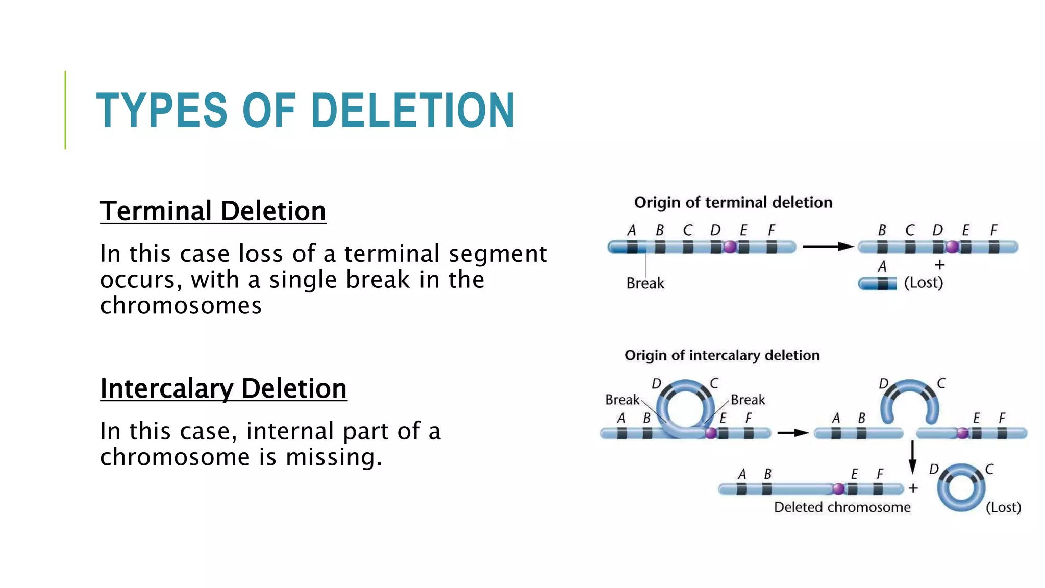 Structural Chromosomal aberrations (Change in Structure of Chromosome ...