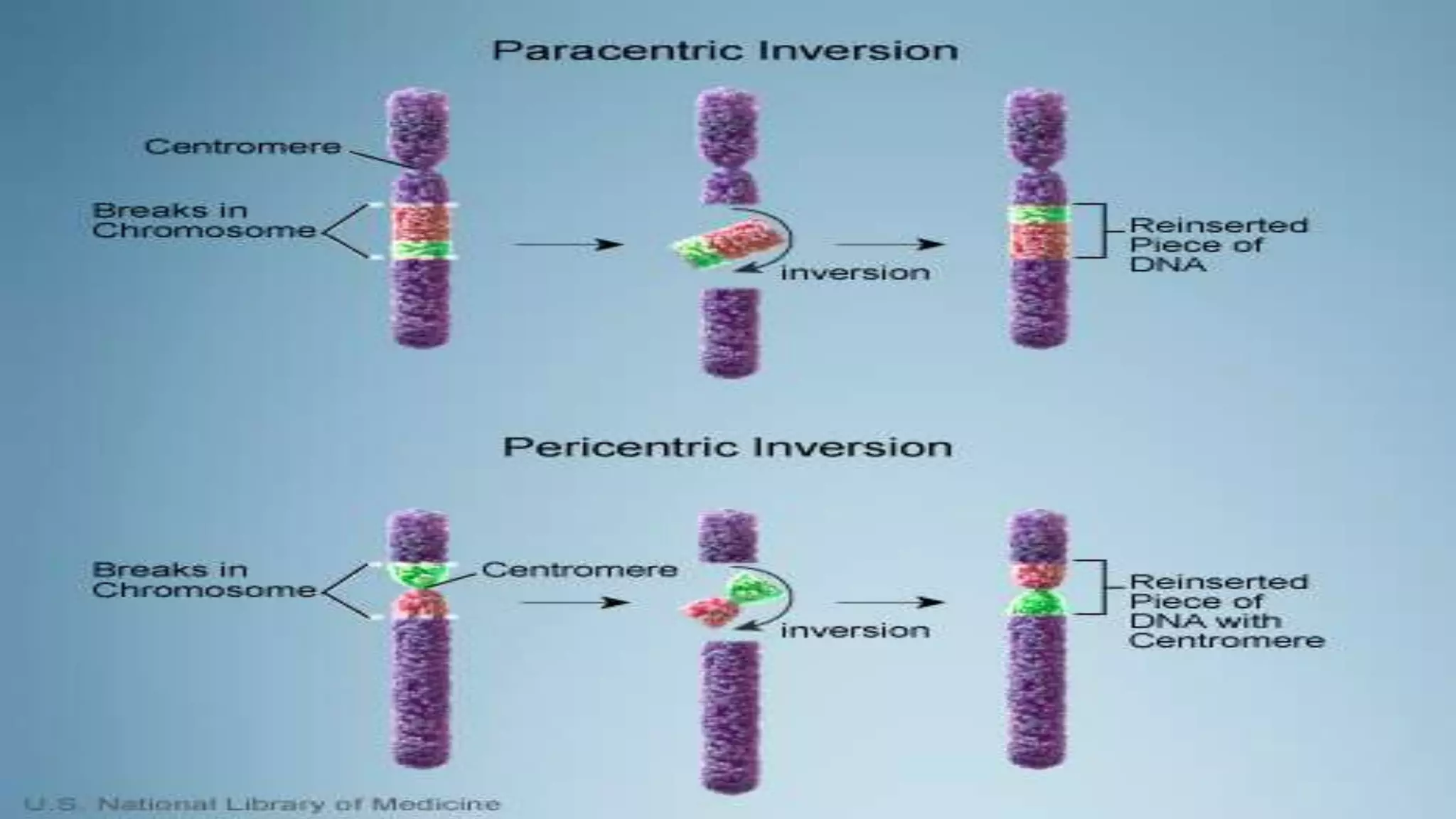 Structural Chromosomal aberrations (Change in Structure of Chromosome ...