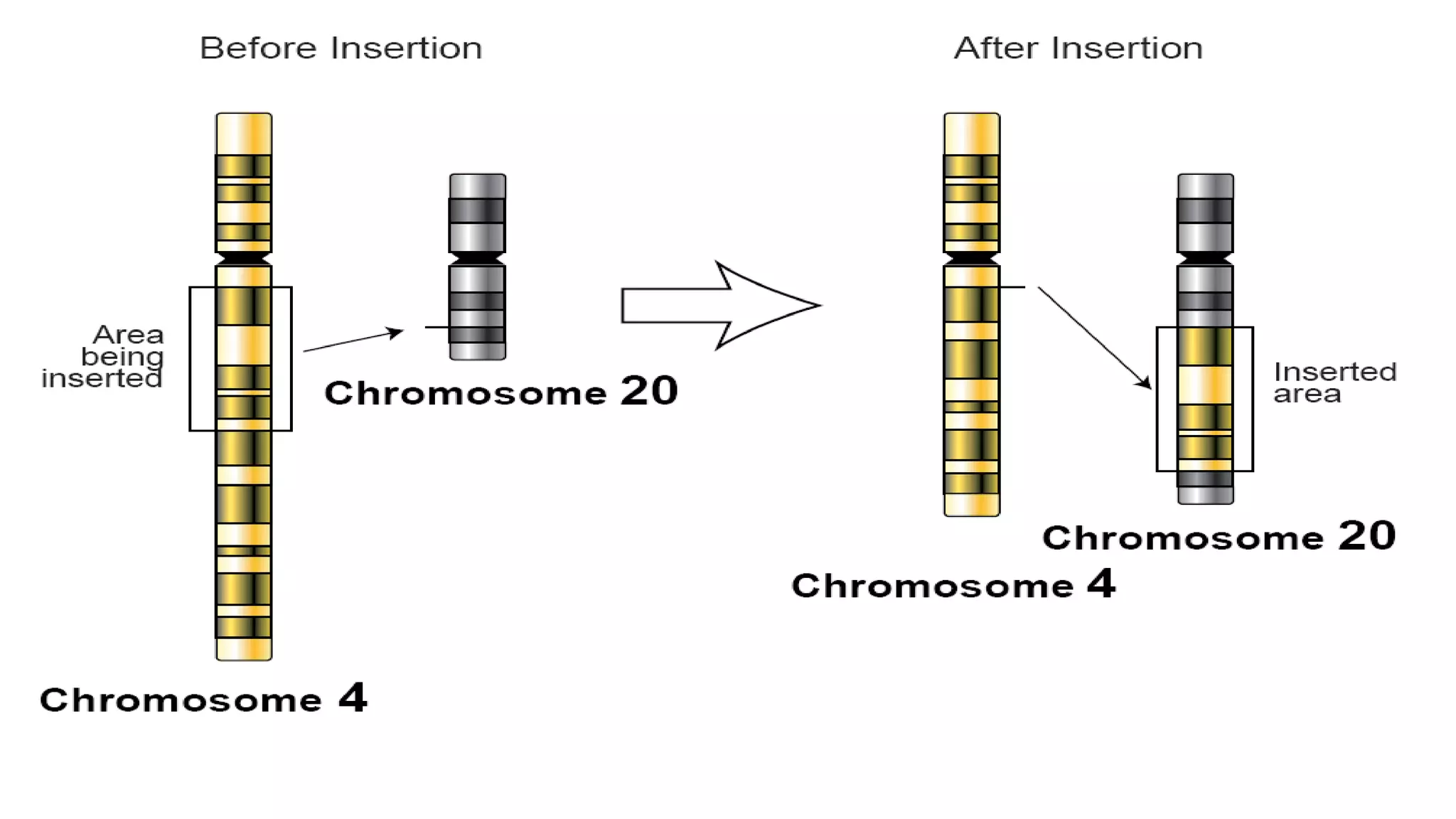 Structural Chromosomal aberrations (Change in Structure of Chromosome ...