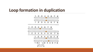 Structural Chromosomal Aberrations | PPT