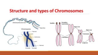 Structural Chromosomal Aberrations | PPT