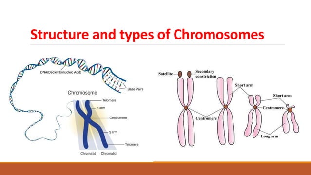 Structural Chromosomal Aberrations Ppt