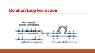 Structural Chromosomal Aberrations | PPT