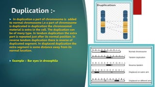 Chromosomal aberrations by Vaishnavi Saxena M.Sc. I year.pptx