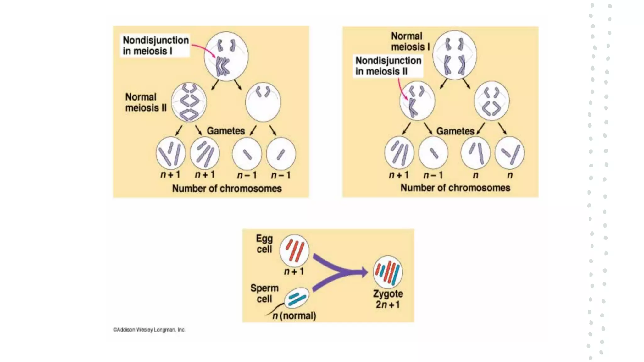 Chromosomal Aberrations Copy Ppt
