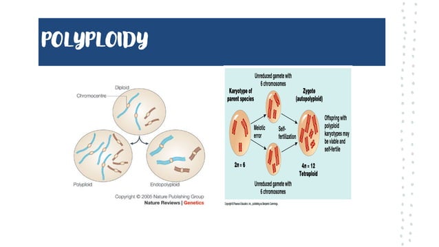 Chromosomal Aberrations Copy Ppt