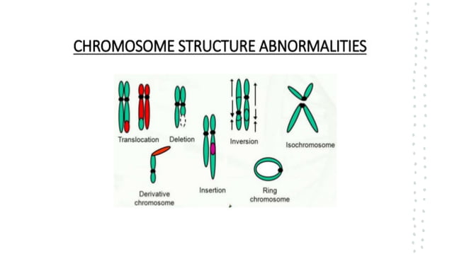 Chromosomal Aberrations Copy Ppt