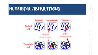 Chromosomal aberrations copy | PPT