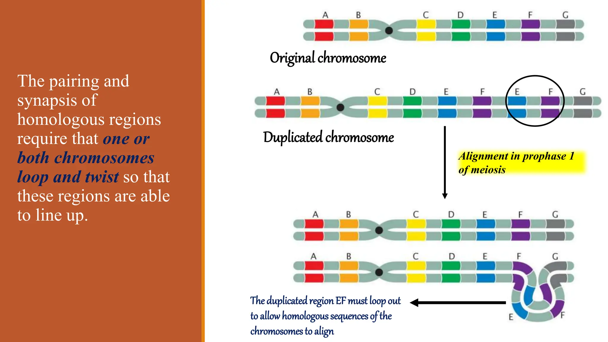 Chromosomal Aberrations (Structural).pptx