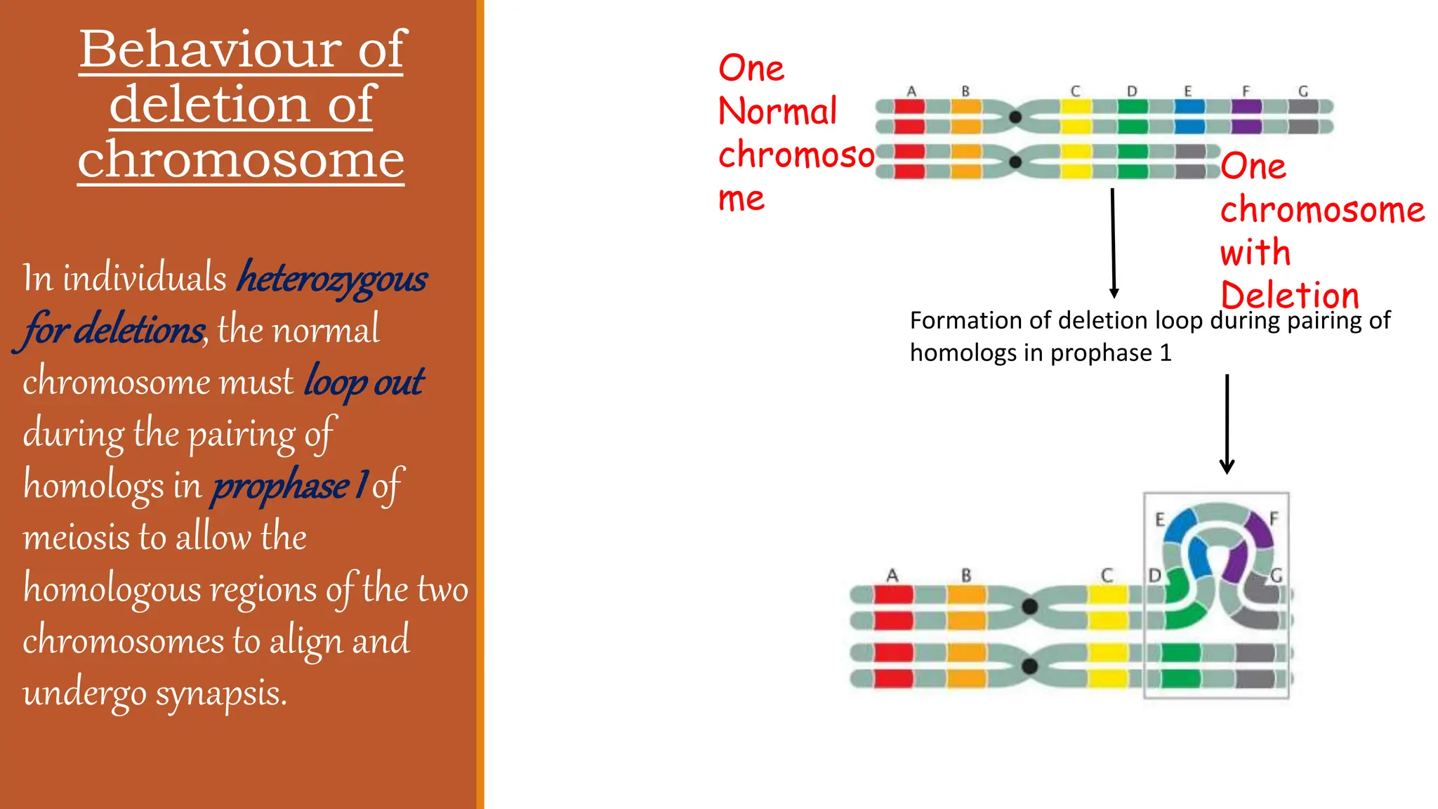 Chromosomal Aberrations (Structural).pptx
