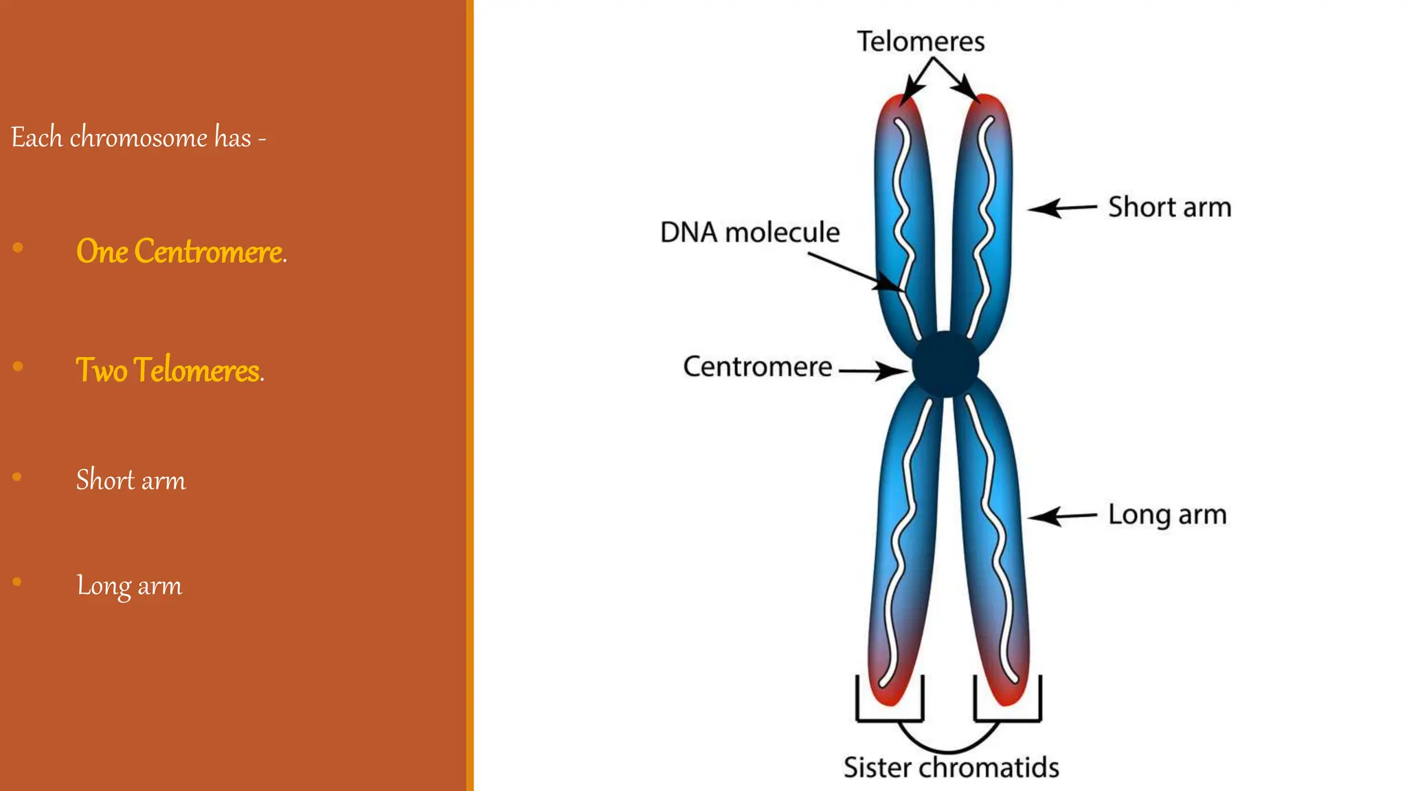Chromosomal Aberrations Structural Pptx