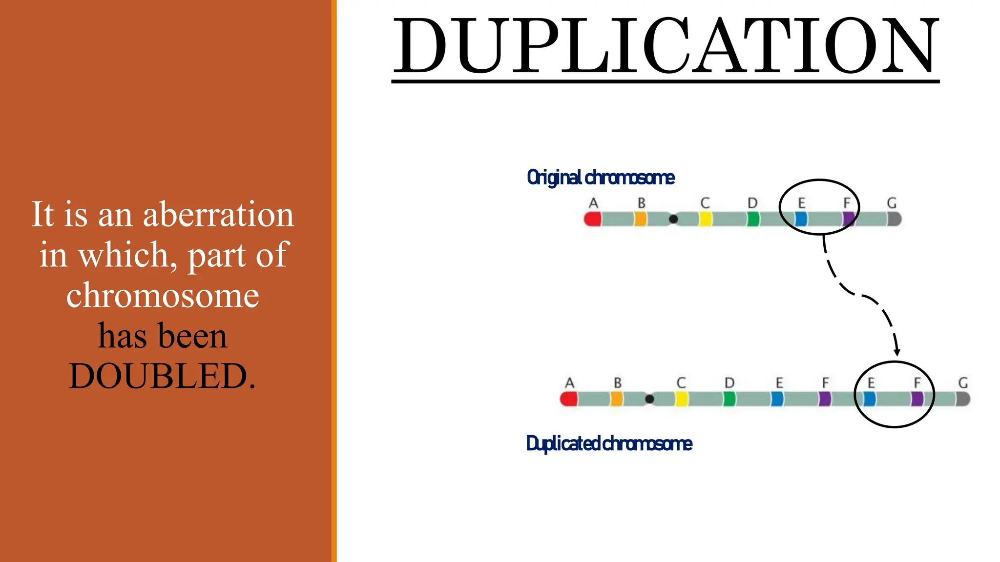 Chromosomal Aberrations (Structural).pptx