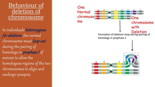 Chromosomal Aberrations Structural Pptx