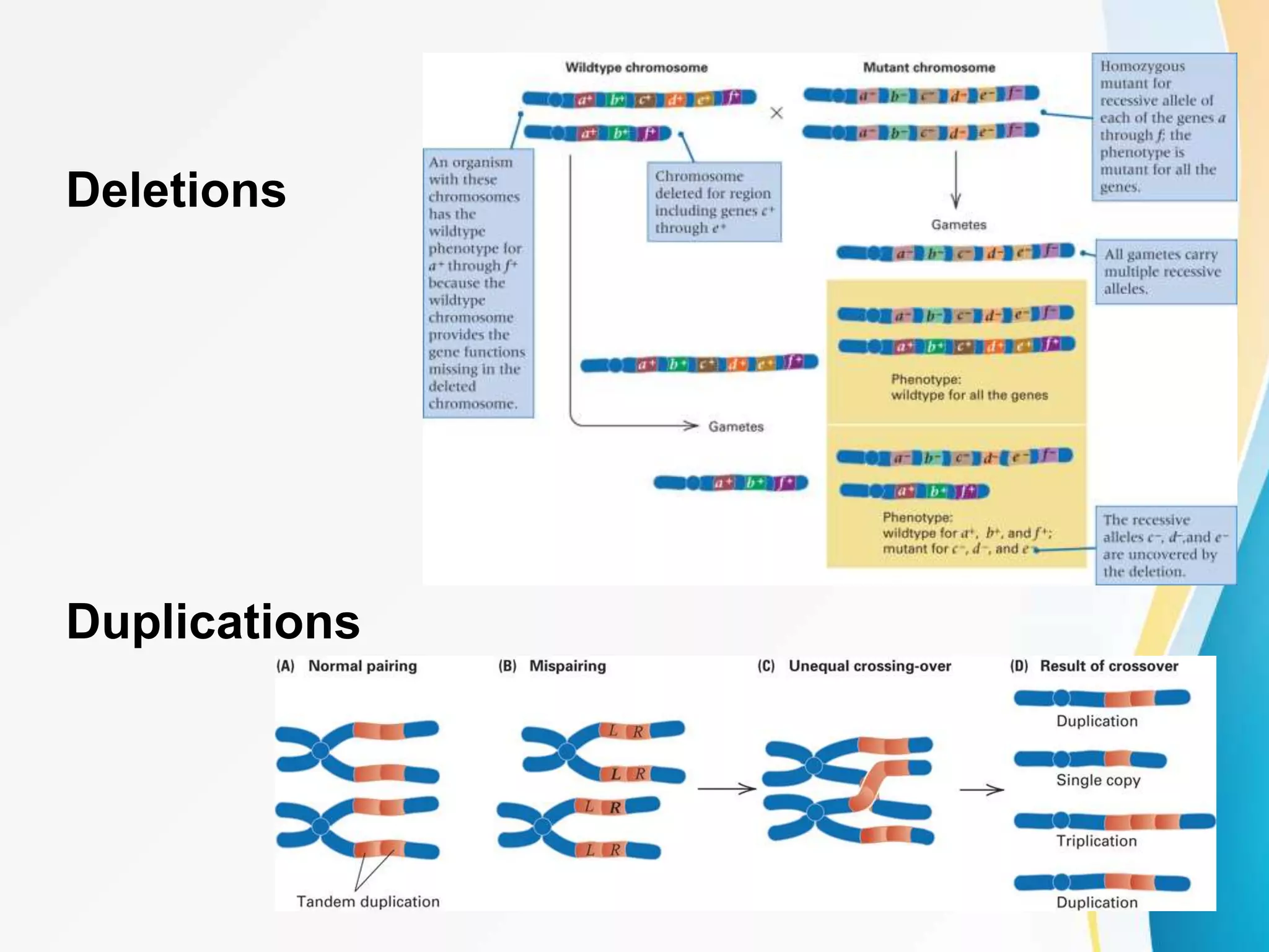 chromosomal abnormalities.ppt