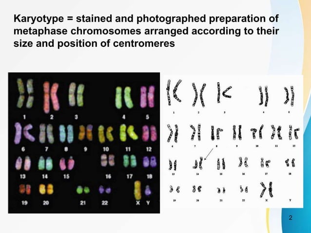 chromosomal abnormalities.ppt
