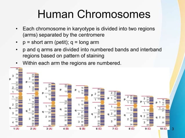 chromosomal abnormalities.ppt