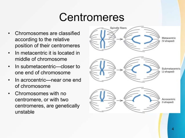chromosomal abnormalities.ppt