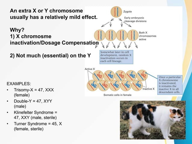chromosomal abnormalities.ppt