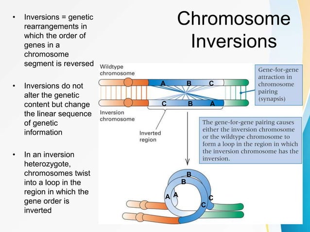 chromosomal abnormalities.ppt