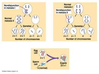 Chromosomal abnormalities.ppt