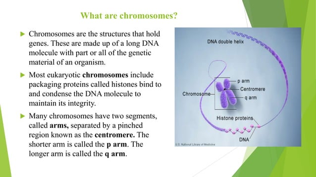 chromosomalabnormalitiesppt.pptx