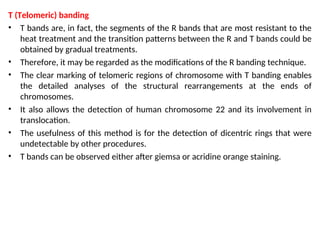 Chromosomes and Chromosomal Banding patterns.ppt | Biological Sciences ...