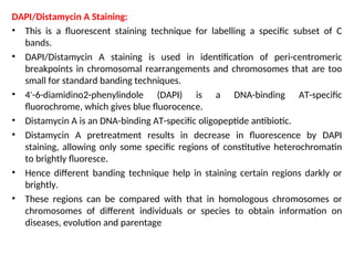 Chromosomes and Chromosomal Banding patterns.ppt | Biological Sciences ...