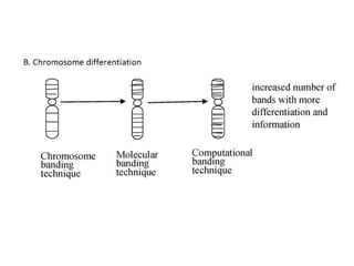 Chromosomes and Chromosomal Banding patterns.ppt | Biological Sciences ...