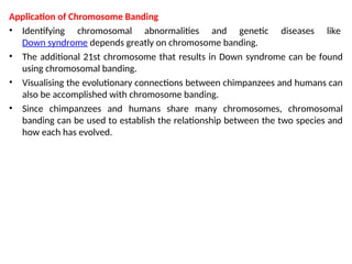 Chromosomes and Chromosomal Banding patterns.ppt | Biological Sciences ...