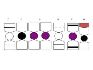 Chromosomes and Chromosomal Banding patterns.ppt | Biological Sciences ...