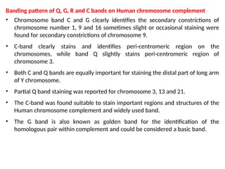 Chromosomes and Chromosomal Banding patterns.ppt | Biological Sciences ...
