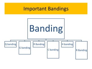 Chromosomal banding technique | PPT