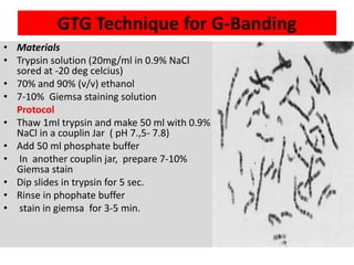 Chromosomal banding technique | PPT