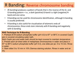 Chromosomal banding technique | PPT