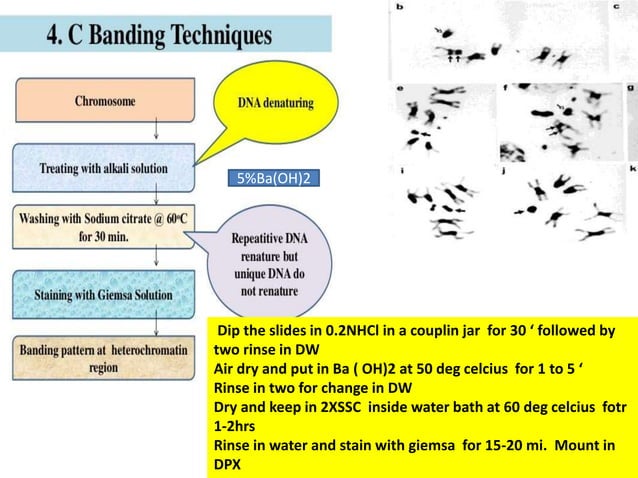 Chromosomal banding technique | PPT