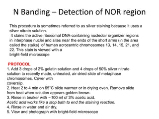 Chromosomal banding technique | PPT