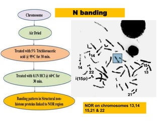 Chromosomal banding technique | PPT