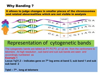 Chromosomal banding technique | PPT