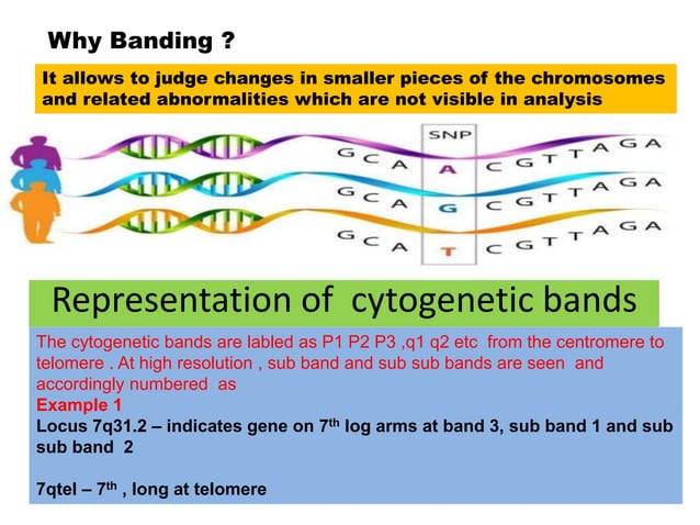 Chromosomal banding technique | PPT