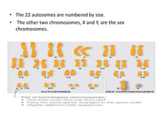 Chromosomal basis of genetics | PPTX