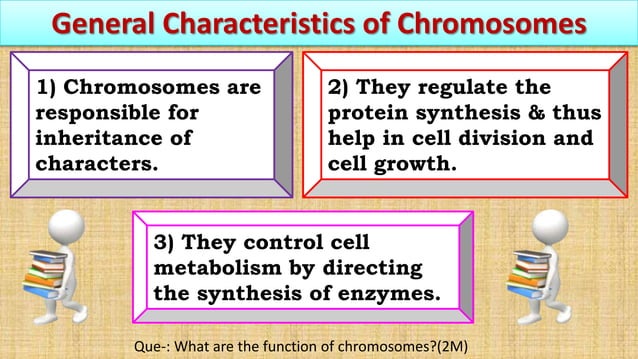Chromosomal basis of inheritance | PPSX | Genetics | Science