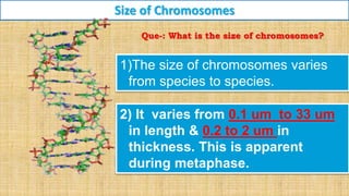 Chromosomal basis of inheritance | PPSX