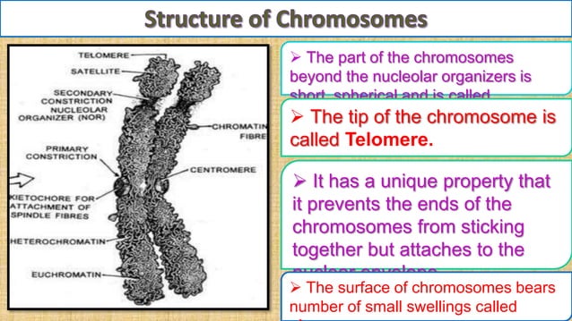 Chromosomal basis of inheritance | PPSX | Genetics | Science
